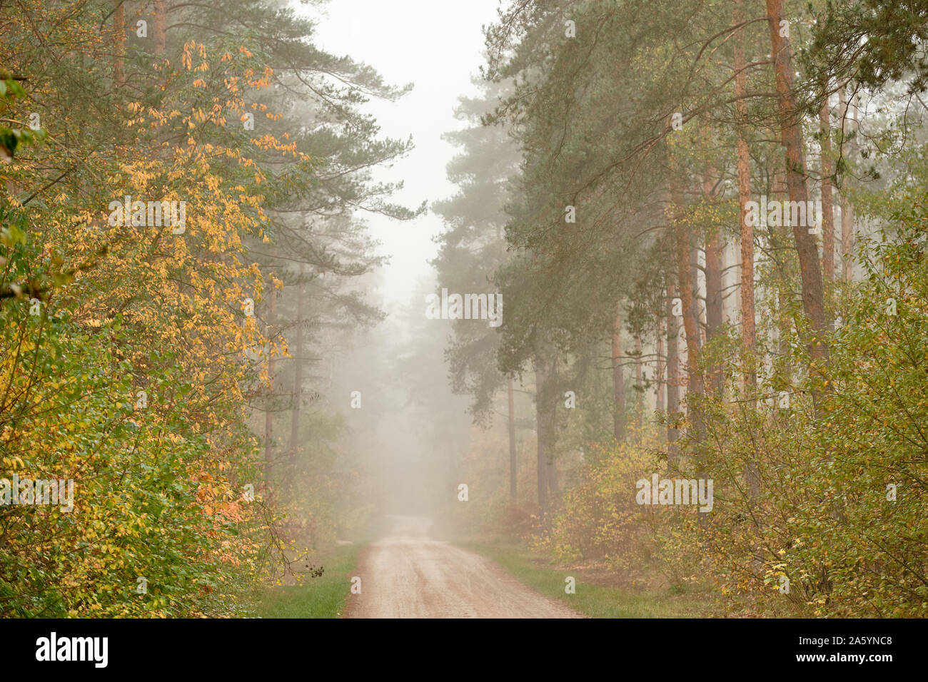 Moody autumnal morning landscape in the forest with dense fog, a gravel ...