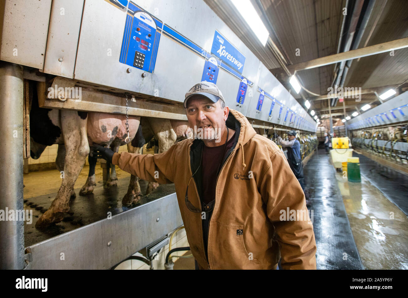 Milking process hi-res stock photography and images - Alamy