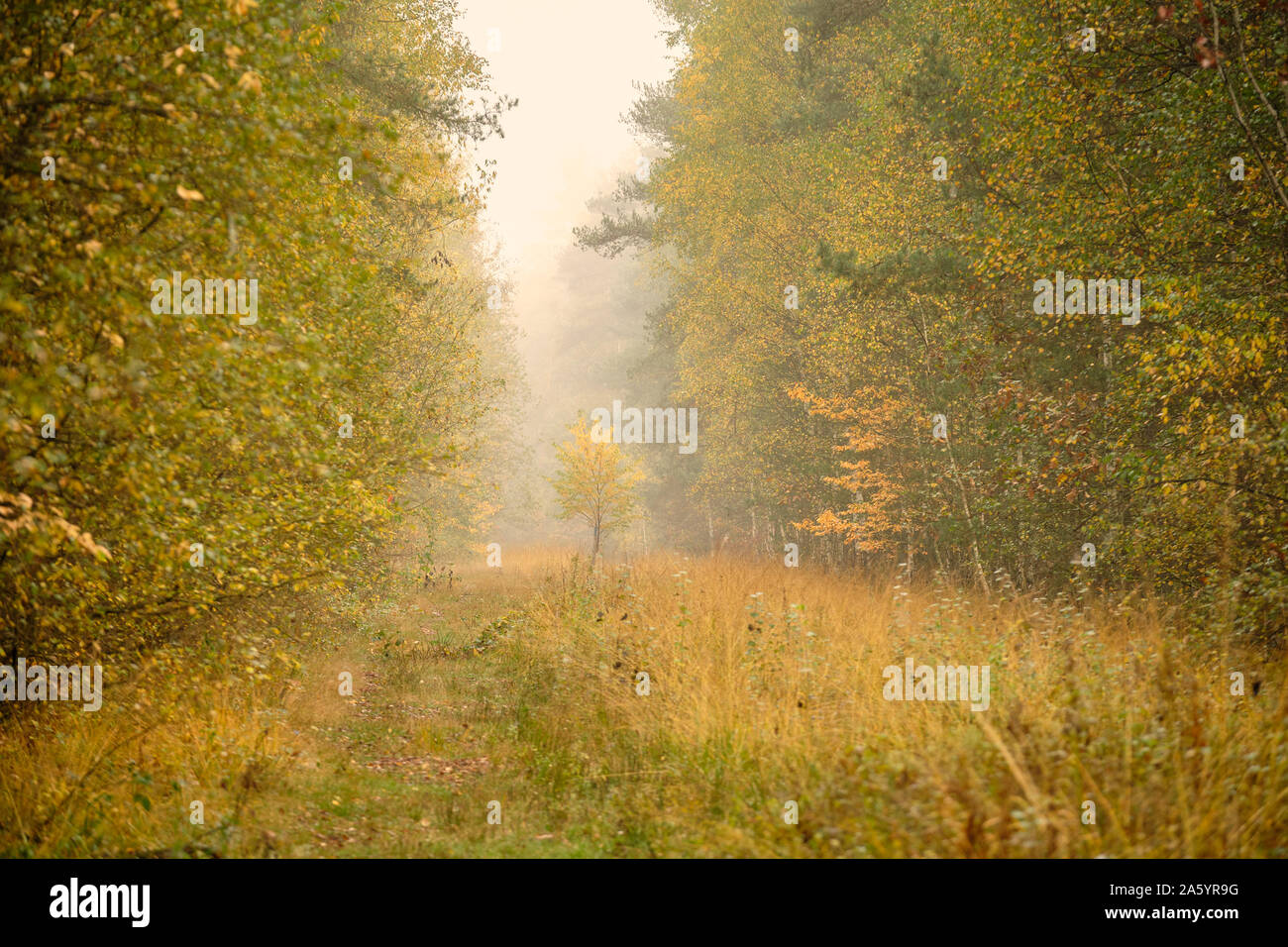 Clearing dense deciduous forest hi-res stock photography and images - Alamy