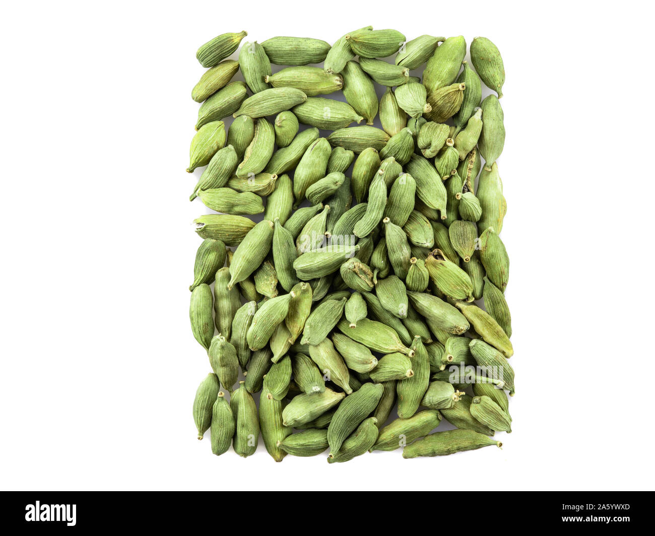 Cardamom isolated on white background with copy space for text or ...