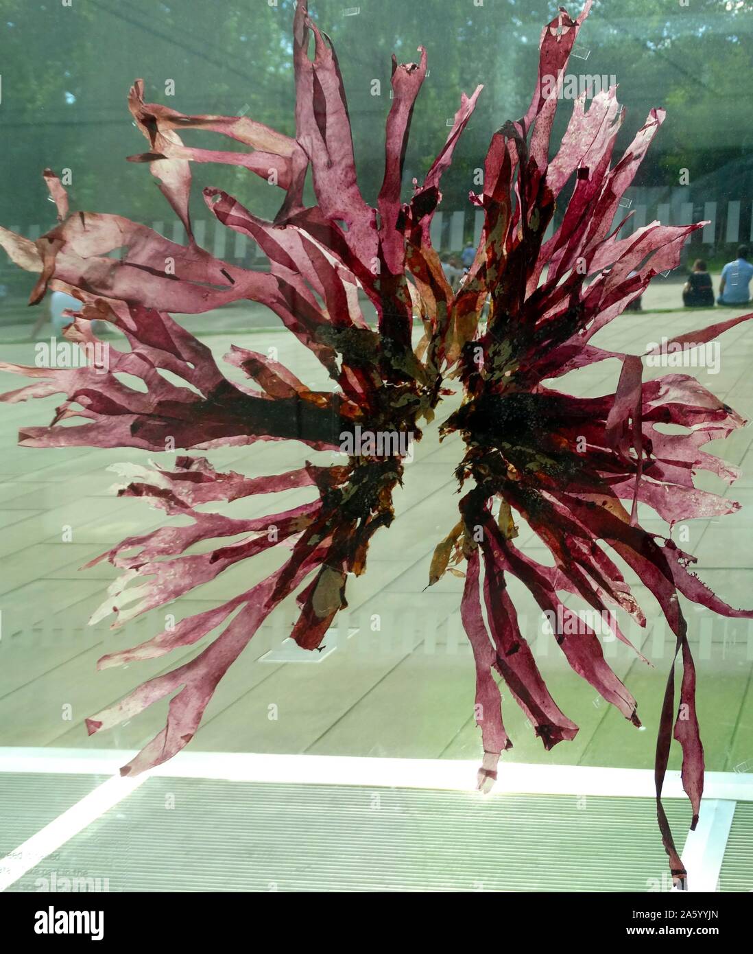Red Seaweeds forming reef-like habitats (maerl beds Stock Photo - Alamy