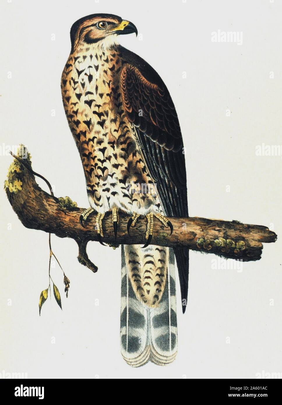 Hawk drawing hi-res stock photography and images - Alamy