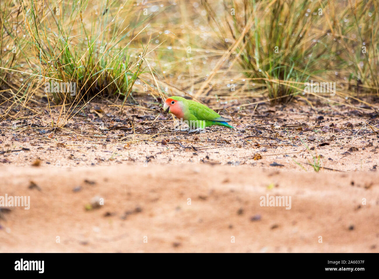 Rosy-faced lovebird searching for food on the sandy ground, Namibia ...