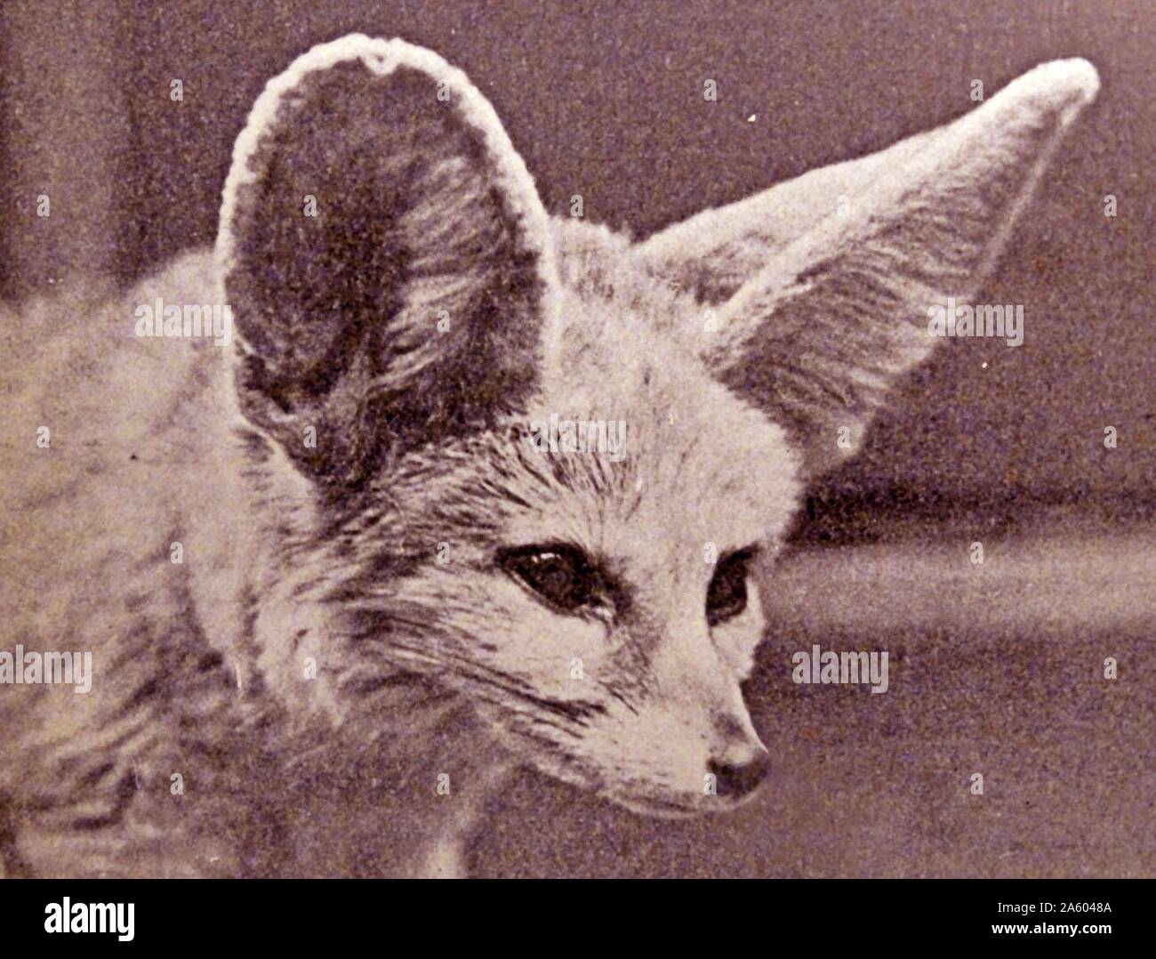 North african fox hi-res stock photography and images - Alamy