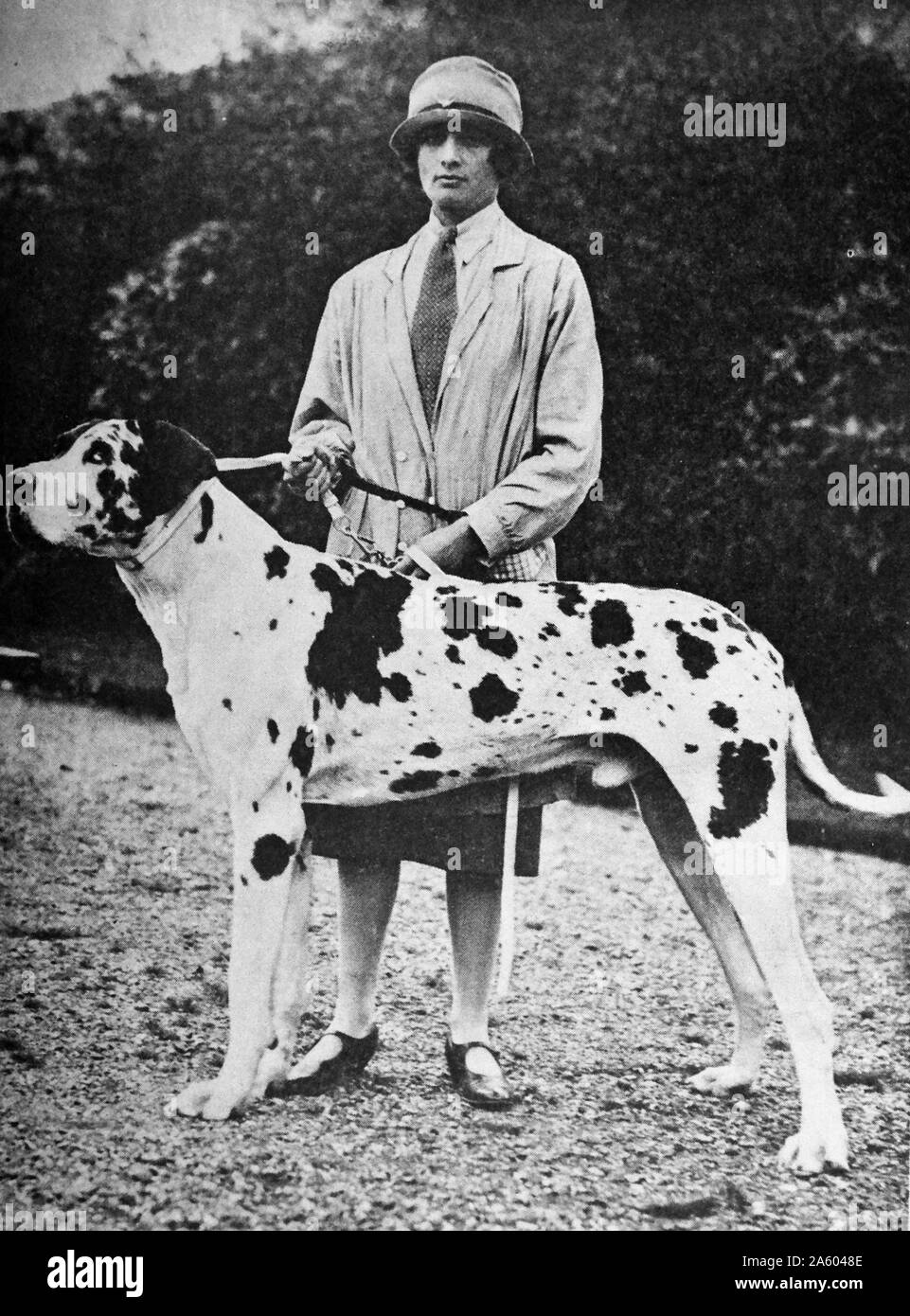 Large dog 1920s hi-res stock photography and images - Alamy