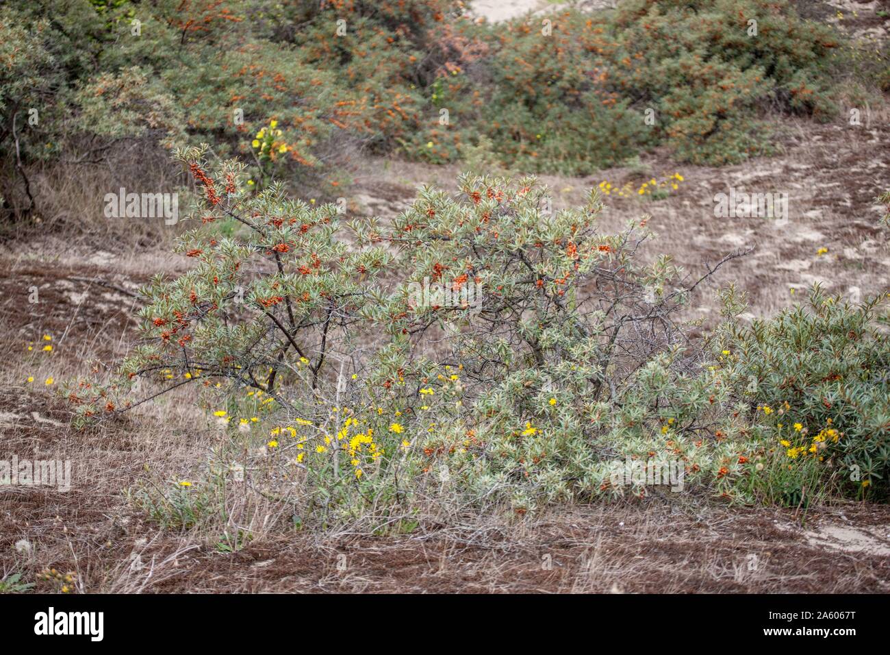 Sea Buckthorn Tree High Resolution Stock Photography and Images - Alamy