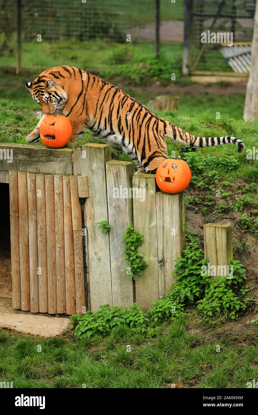 Dunstable, UK. 23rd Oct, 2019. ZSL Whipsnade Zoo launch the annual Boo ...