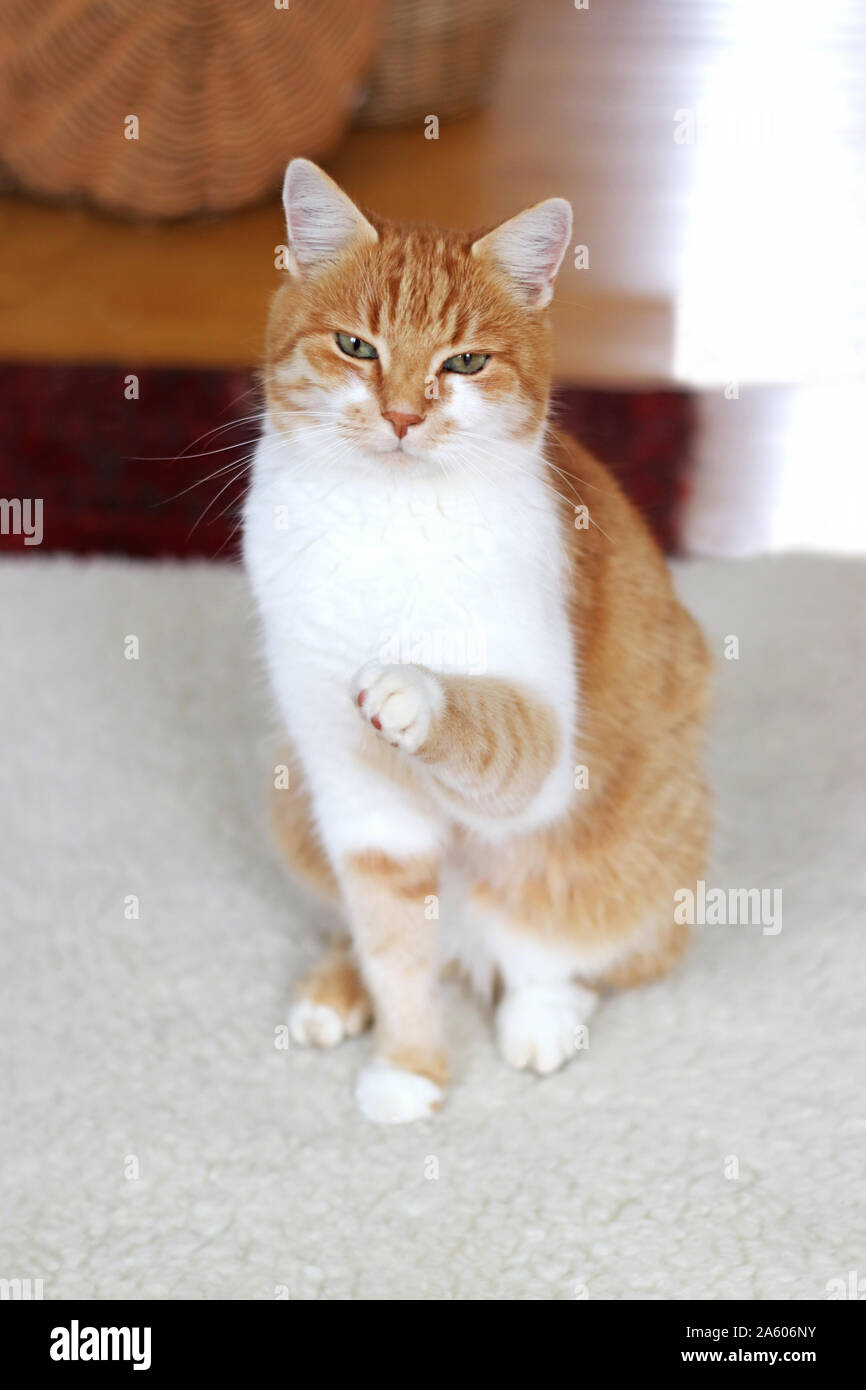 Cat paw raised hi-res stock photography and images - Alamy