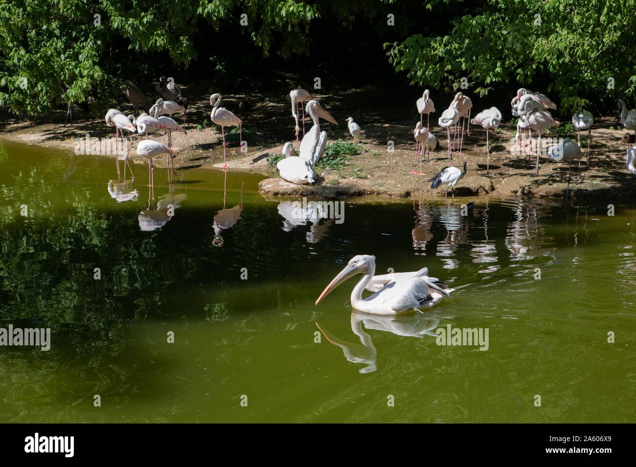 Lyon zoo flamingos hi-res stock photography and images - Alamy