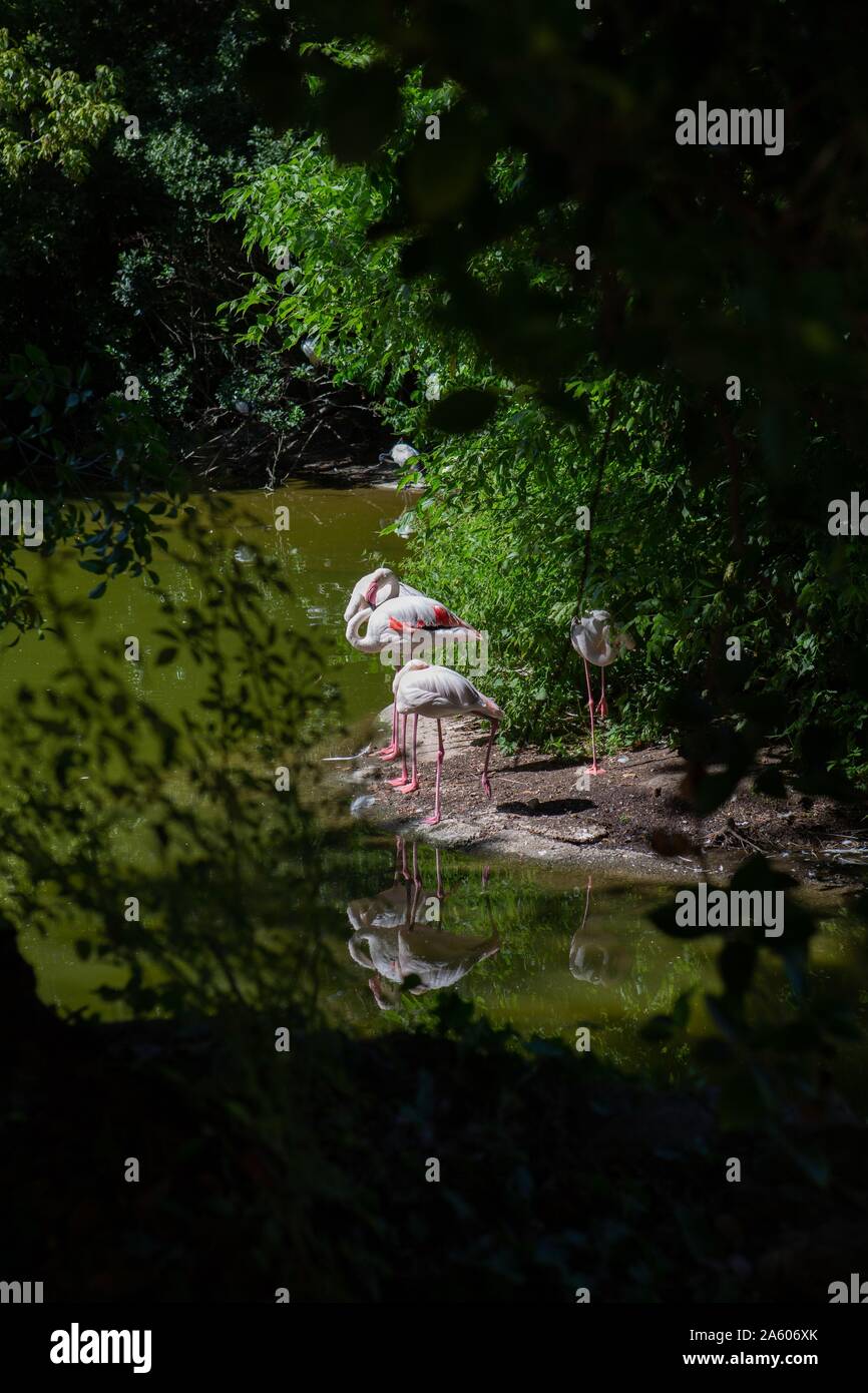 Lyon zoo flamingos hi-res stock photography and images - Alamy