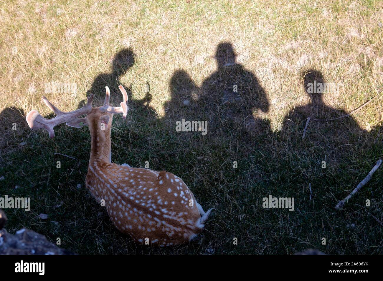 France, Rhône, Lyon, Parc de la Tête d'Or, animals, deer Stock Photo ...