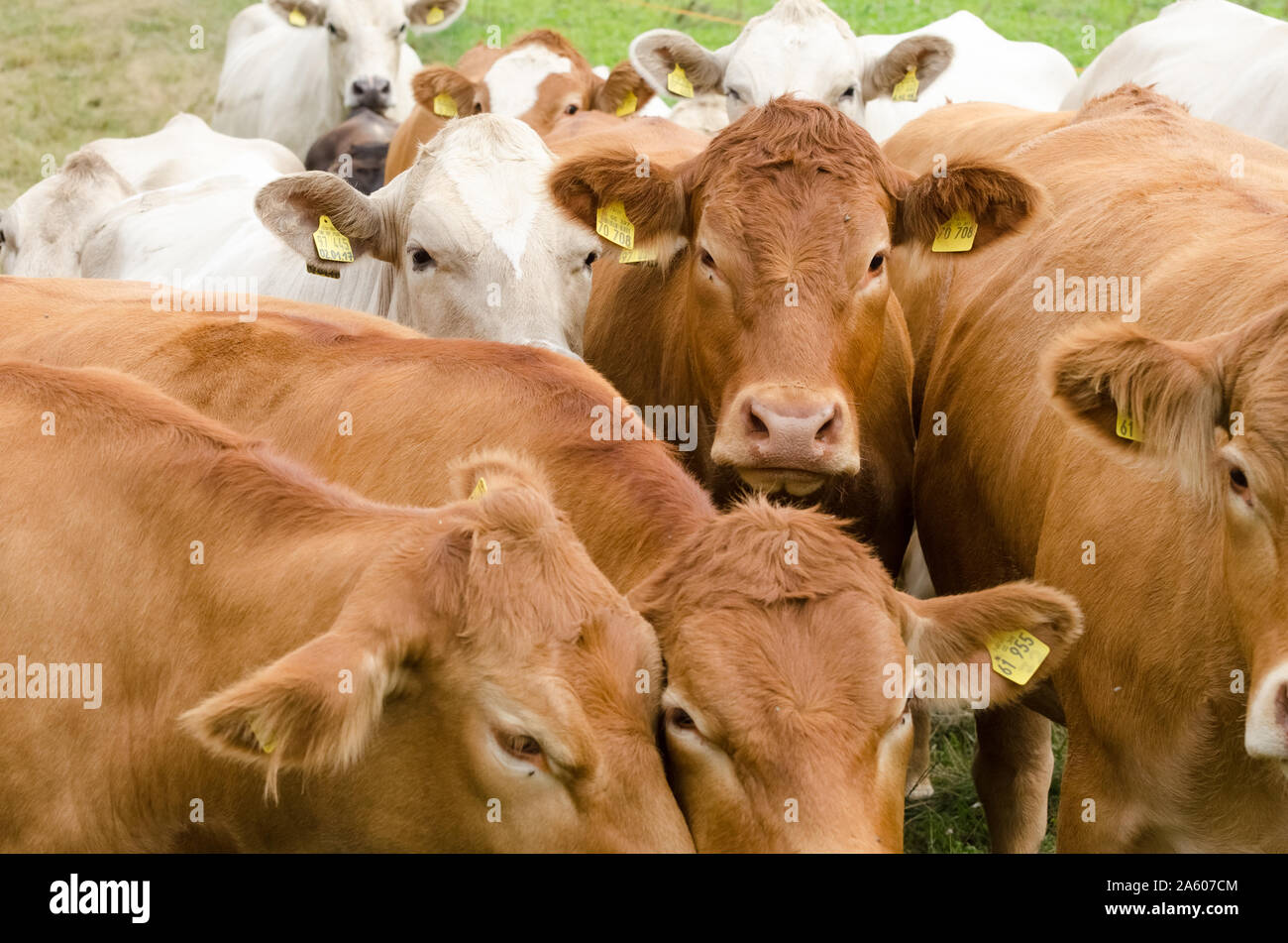 Bos taurus, Cattle on a pasture in the countryside in Germany Stock ...