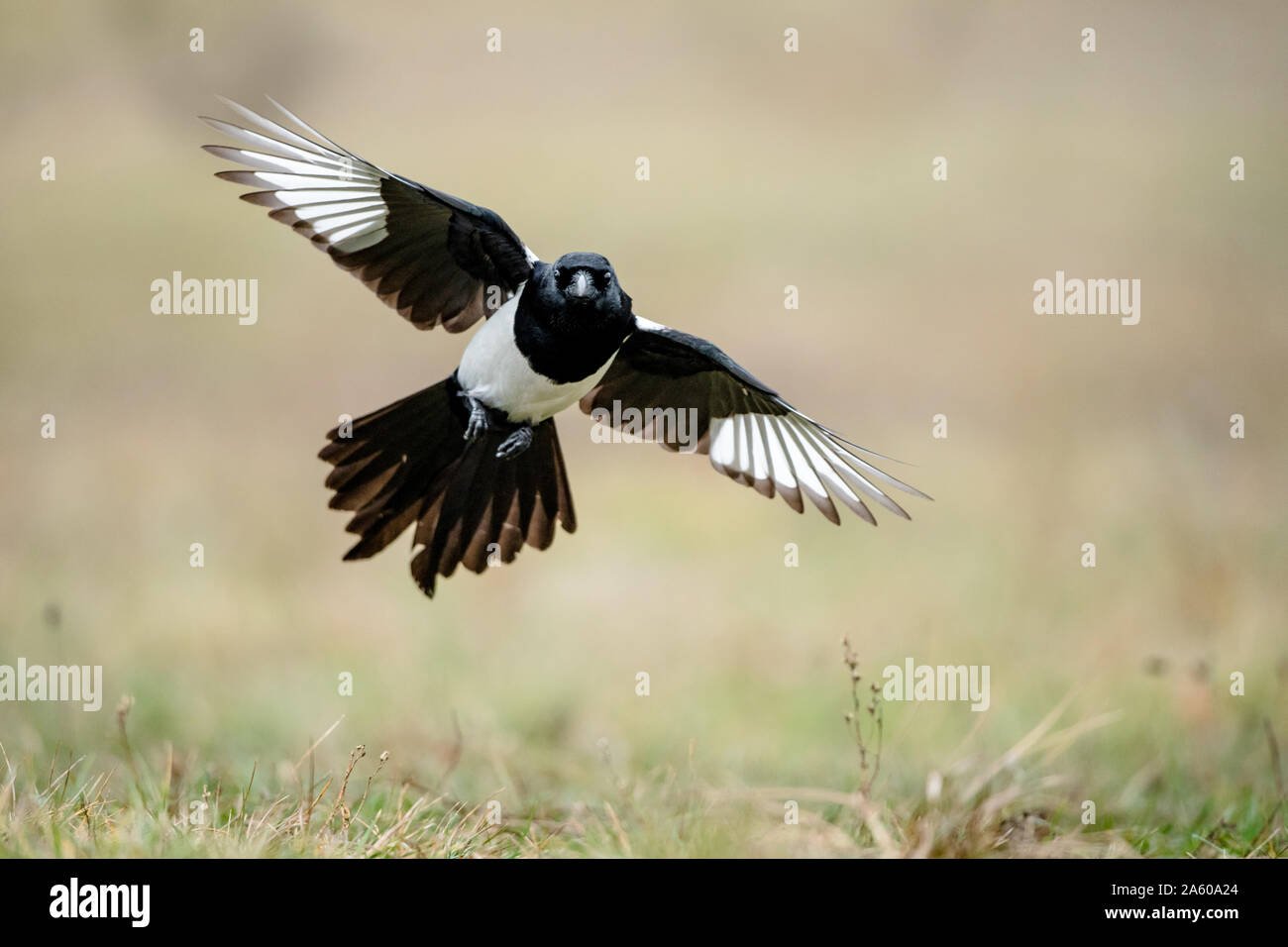 Magpie in flight with fully open wings Stock Photo - Alamy