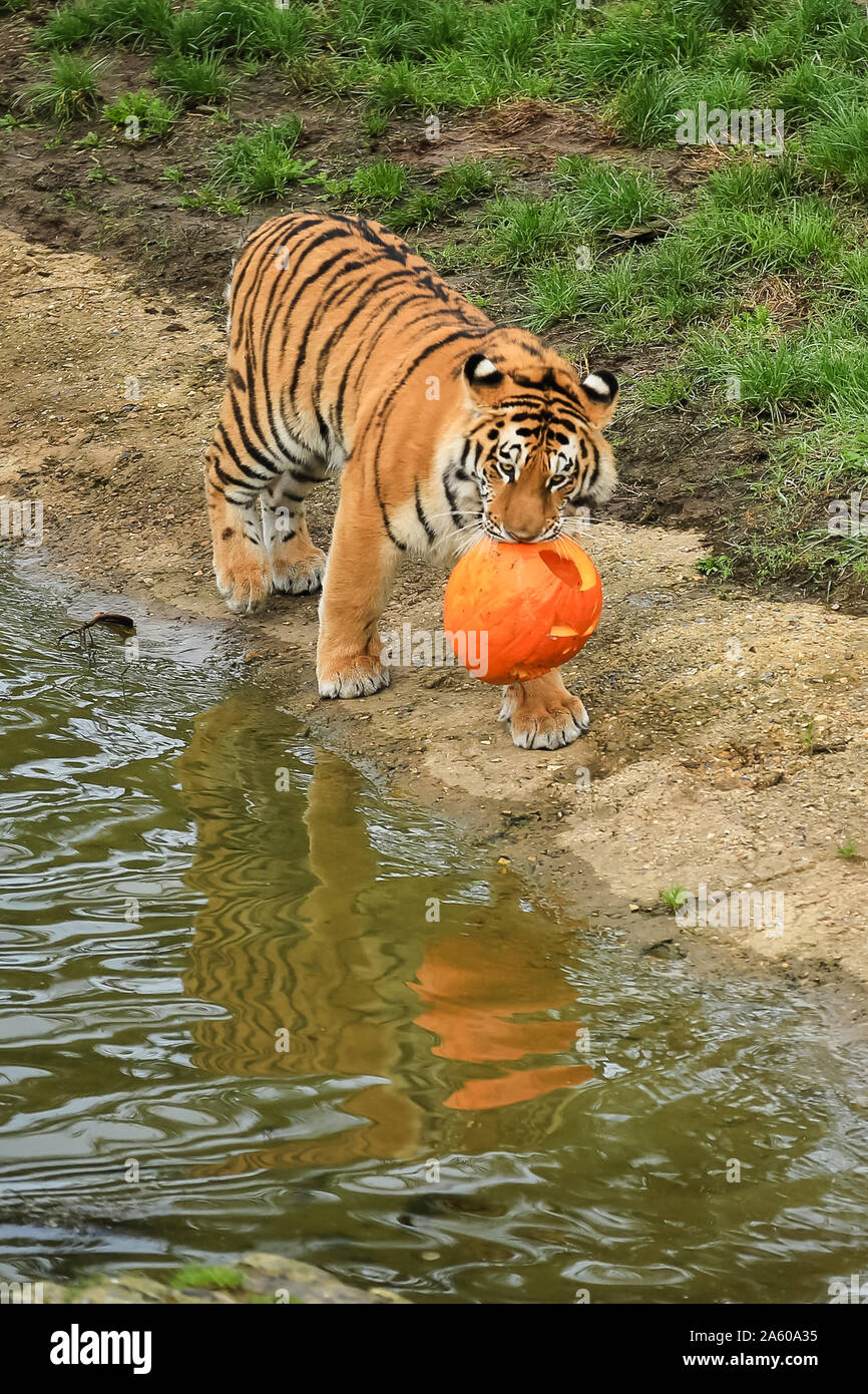 Dunstable, UK. 23rd Oct, 2019. ZSL Whipsnade Zoo launch the annual Boo ...