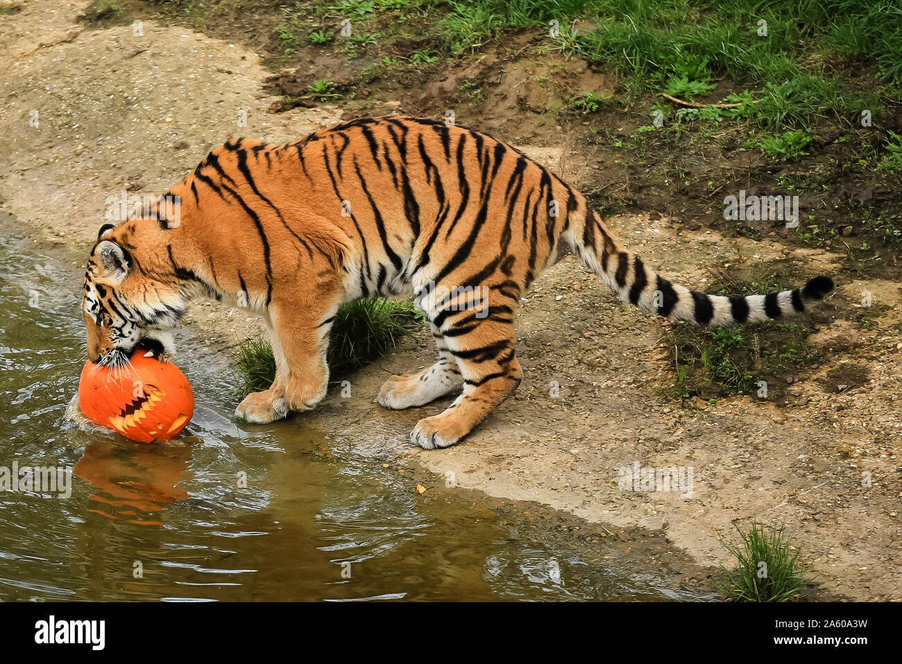 Dunstable, UK. 23rd Oct, 2019. ZSL Whipsnade Zoo launch the annual Boo ...