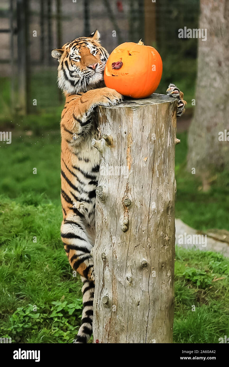 Dunstable, UK. 23rd Oct, 2019. ZSL Whipsnade Zoo launch the annual Boo ...
