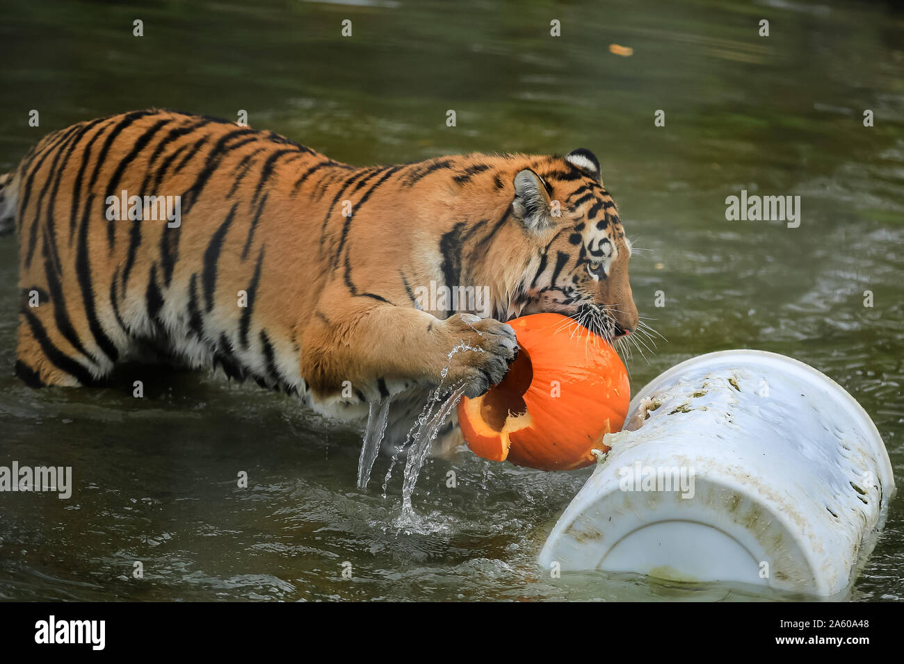 Dunstable, UK. 23rd Oct, 2019. ZSL Whipsnade Zoo launch the annual Boo ...
