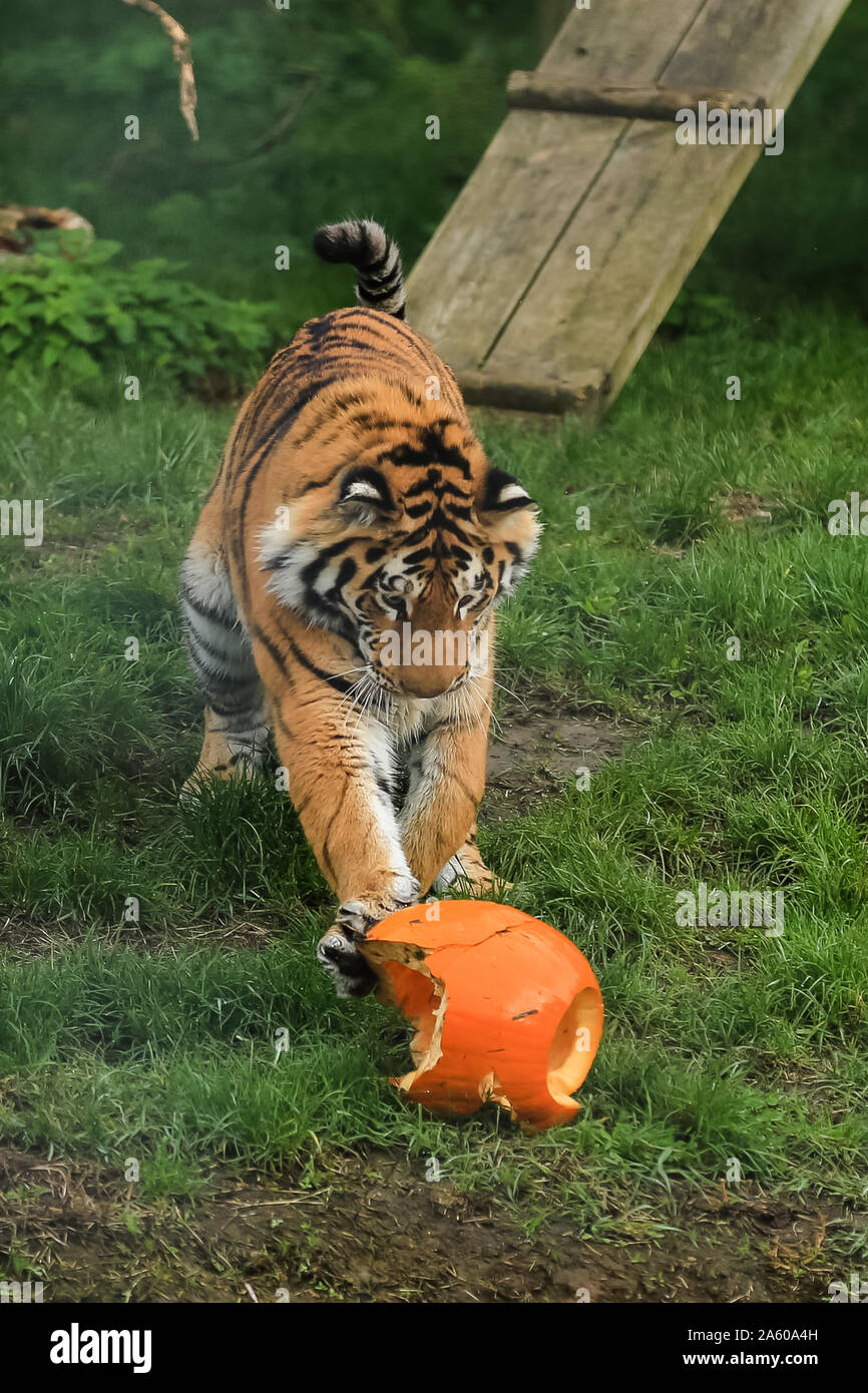 Dunstable, UK. 23rd Oct, 2019. ZSL Whipsnade Zoo launch the annual Boo ...
