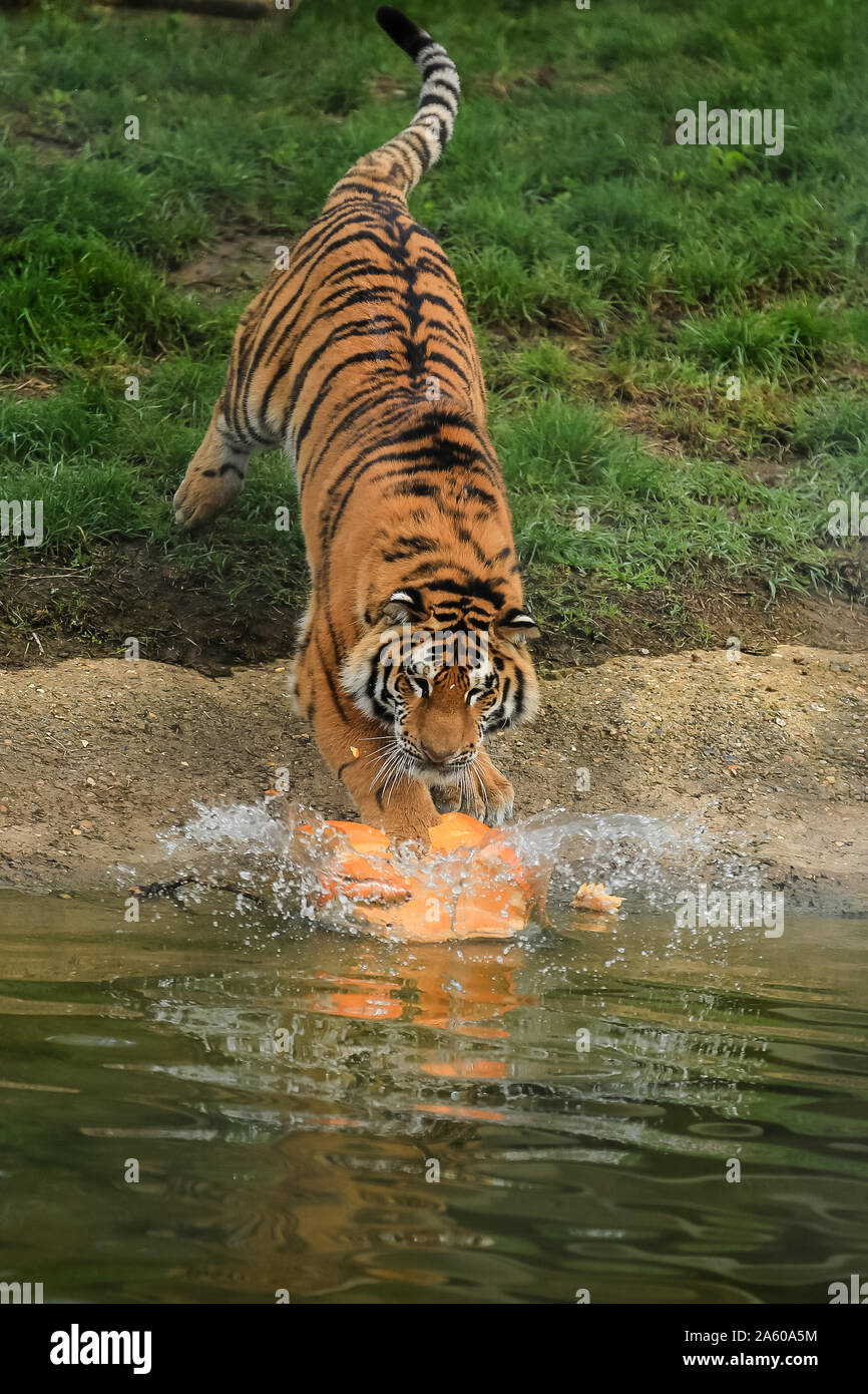 Dunstable, UK. 23rd Oct, 2019. ZSL Whipsnade Zoo launch the annual Boo ...