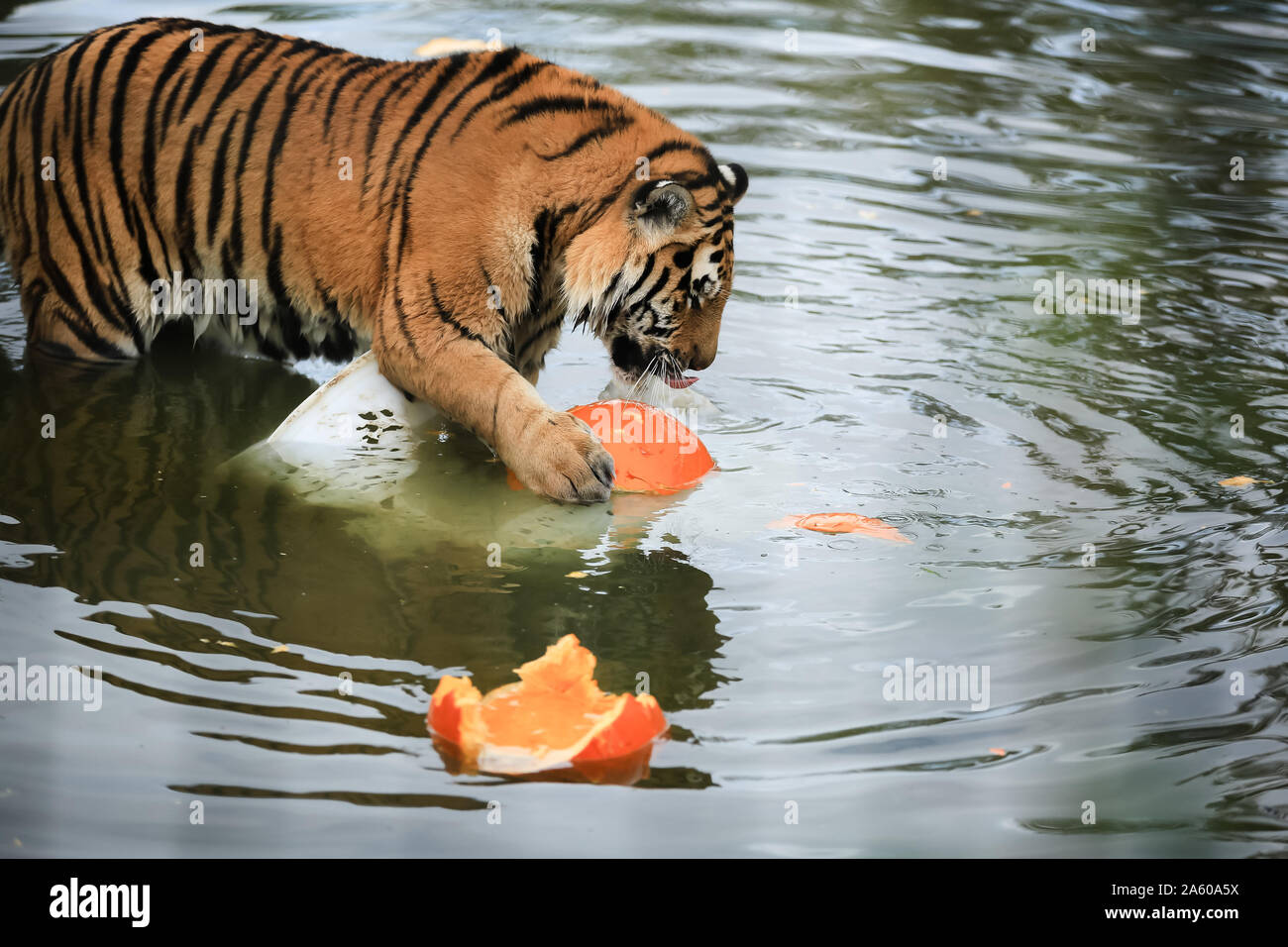 Dunstable, UK. 23rd Oct, 2019. ZSL Whipsnade Zoo launch the annual Boo ...