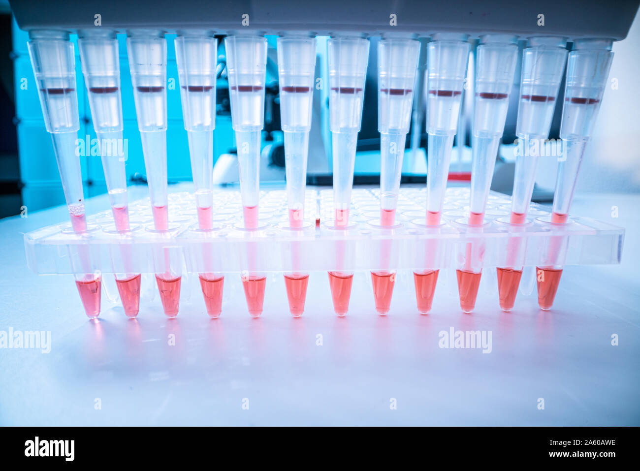 sample of biological sample for DNA analysis Stock Photo - Alamy