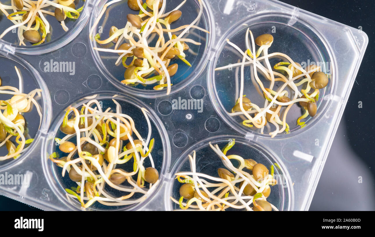 Microgreen sprouts quality control in Sanitary and epidemiological ...