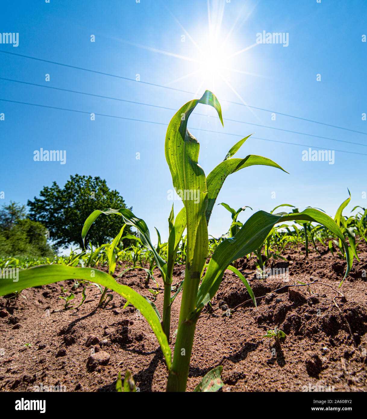 Agricultural field with corn seedlings Stock Photo - Alamy