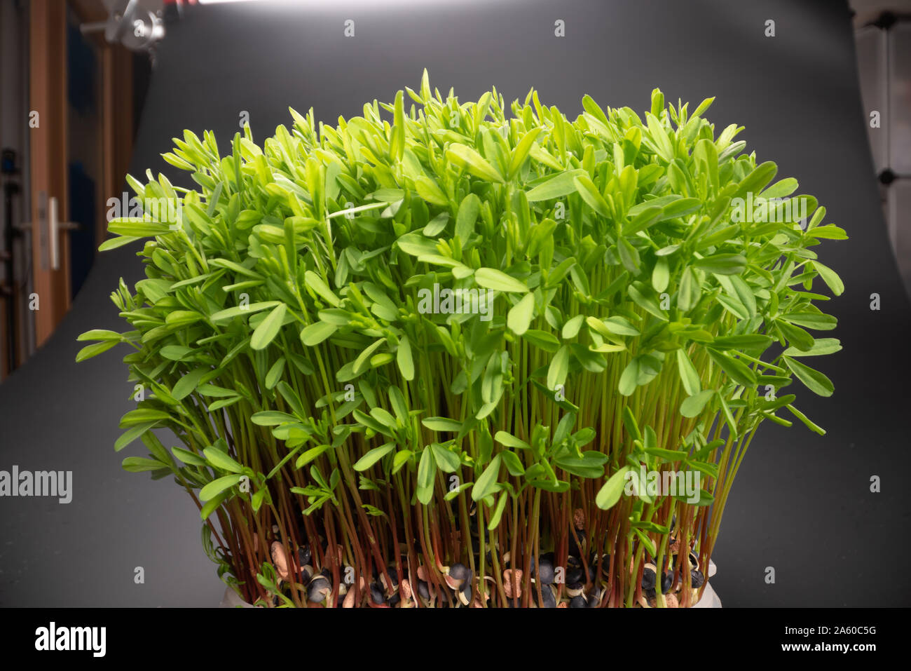 green sprouts edible plants. microgreens nutrition Stock Photo - Alamy