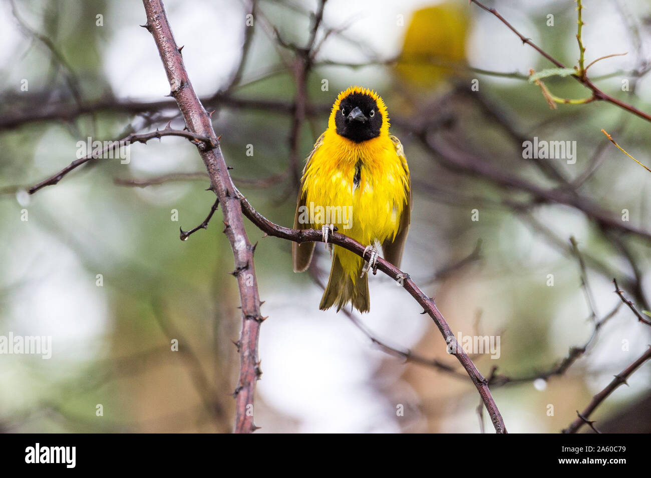 Masked weaver bird hi-res stock photography and images - Alamy