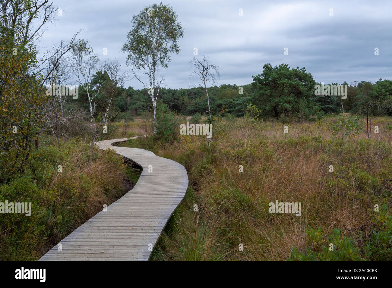Landscape with green Kempen forests in North Brabant, Netherlands in ...