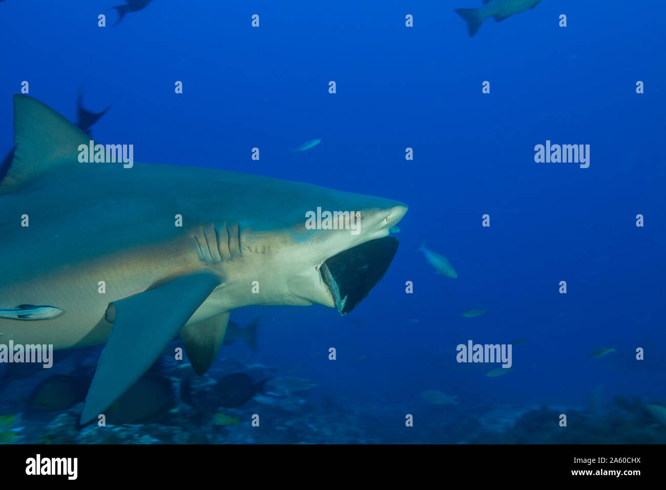 A bull shark, Carcharhinus leucas, with a tuna head in its mouth. This ...