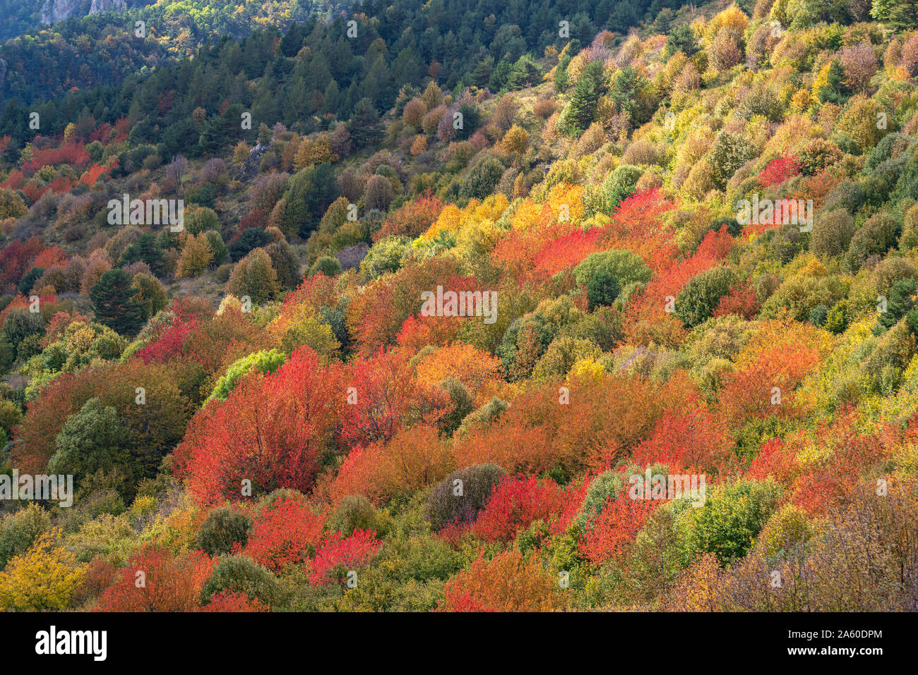 Hill of dense vegetation and forest in autumn Stock Photo - Alamy