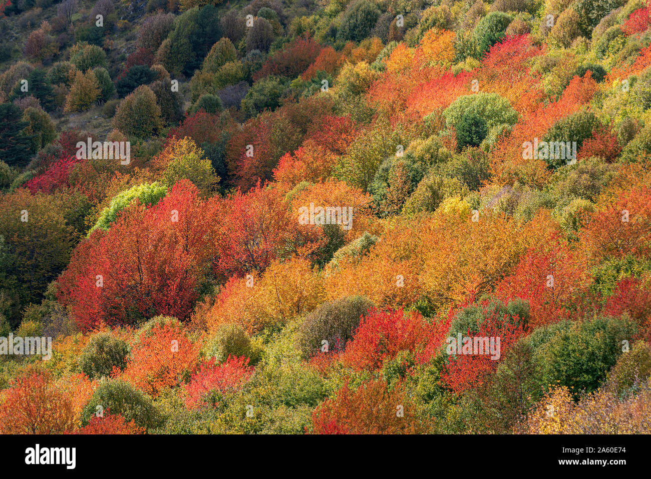 Hill of dense vegetation and forest in autumn Stock Photo - Alamy