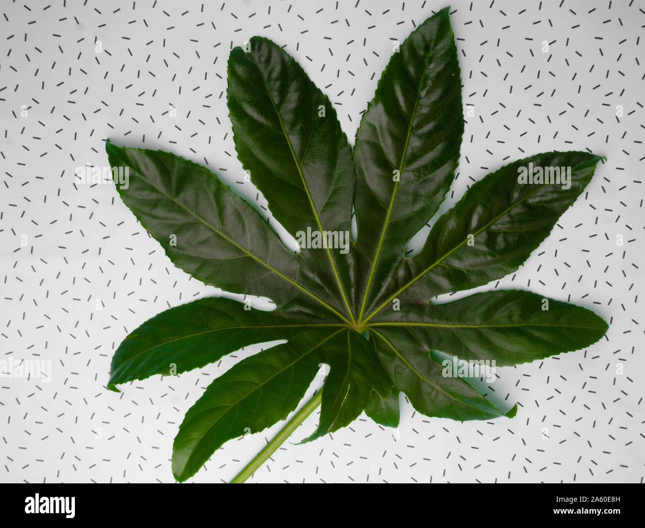 Green flat lay tropical palm leaf on striped white background, top view ...