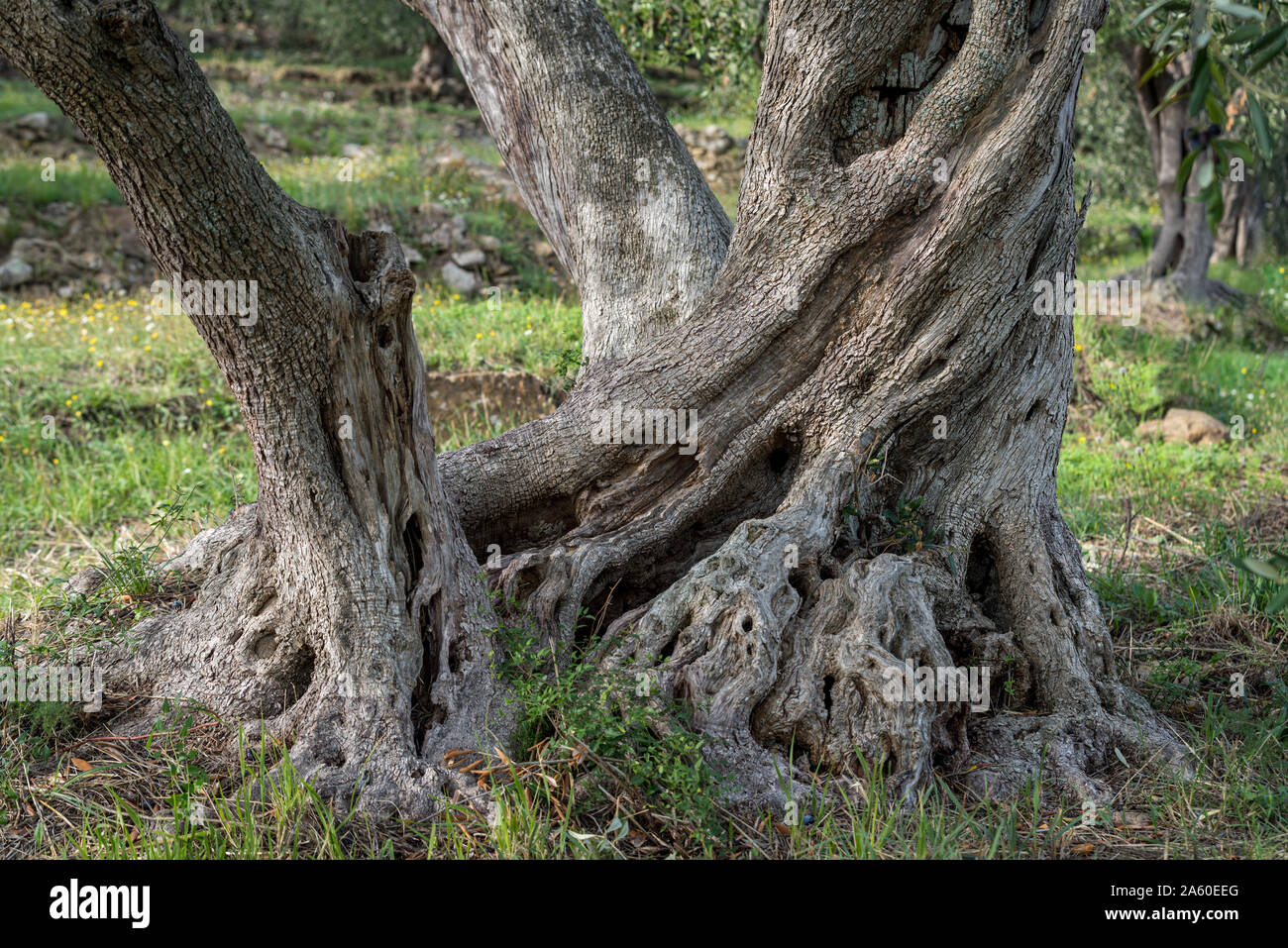 Old olive tree trunk roots and branches Stock Photo - Alamy