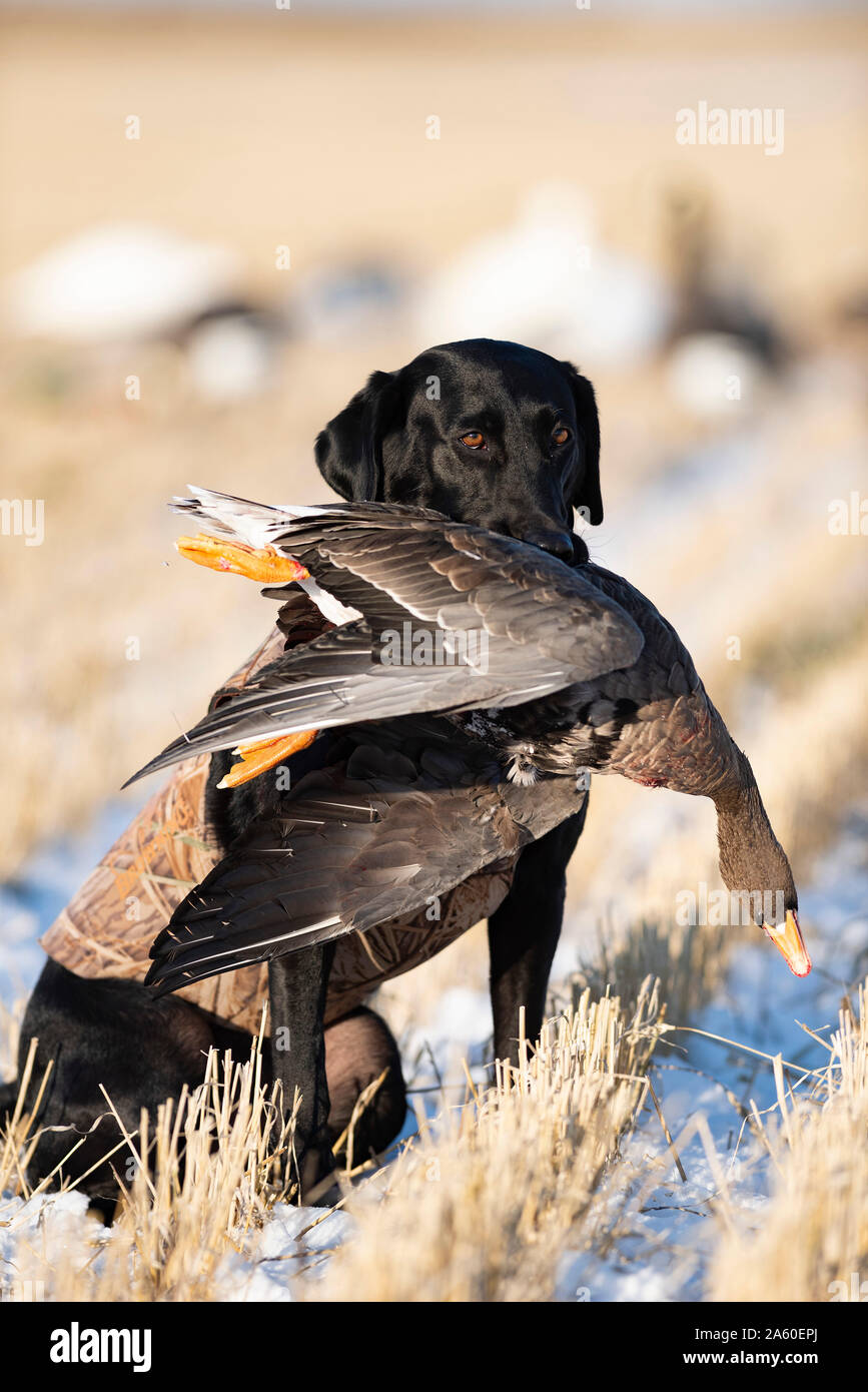 A Black Labrador Retriever with a Whitefronted Goose in North Dakota ...