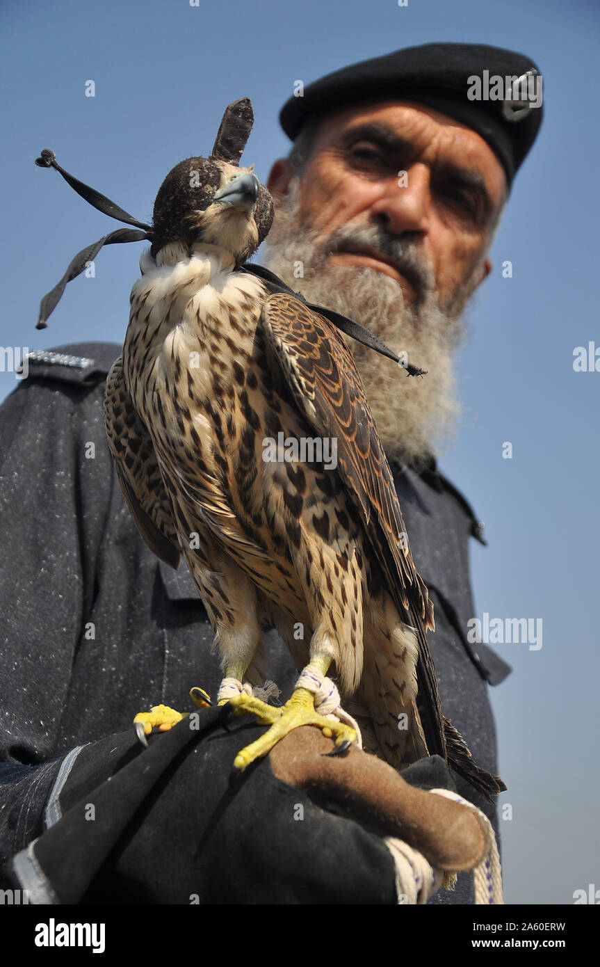 Peshawar, Pakistan. 23rd Oct, 2019. View of precious falcon near ...
