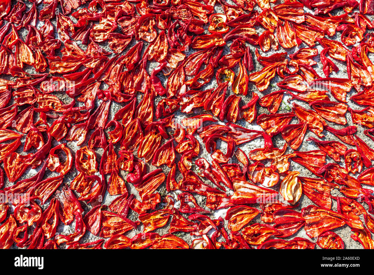 Red chilli peppers are being dried on a sunning ground at a gobi in ...
