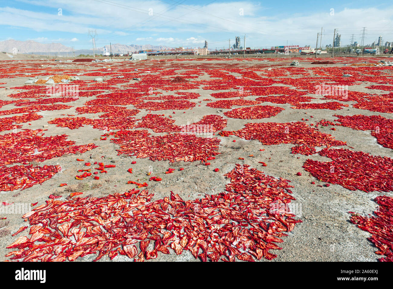 Red chilli peppers are being dried on a sunning ground at a gobi in ...