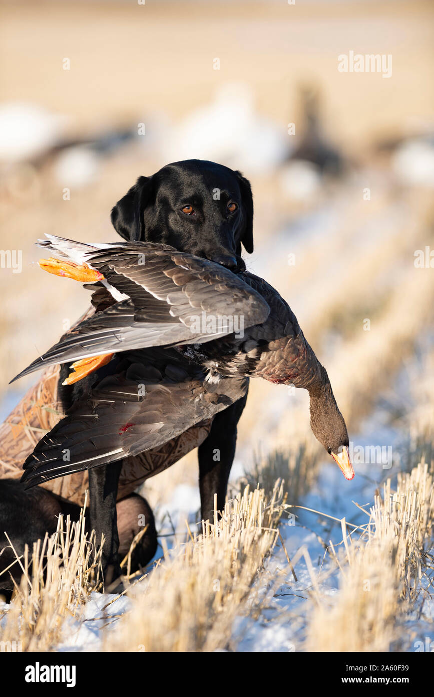 A Black Labrador Retriever with a Whitefronted Goose in North Dakota ...