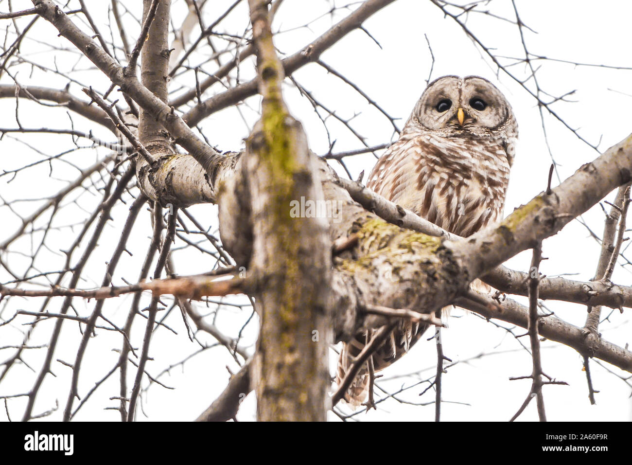 Birdwatching symbol hi-res stock photography and images - Alamy