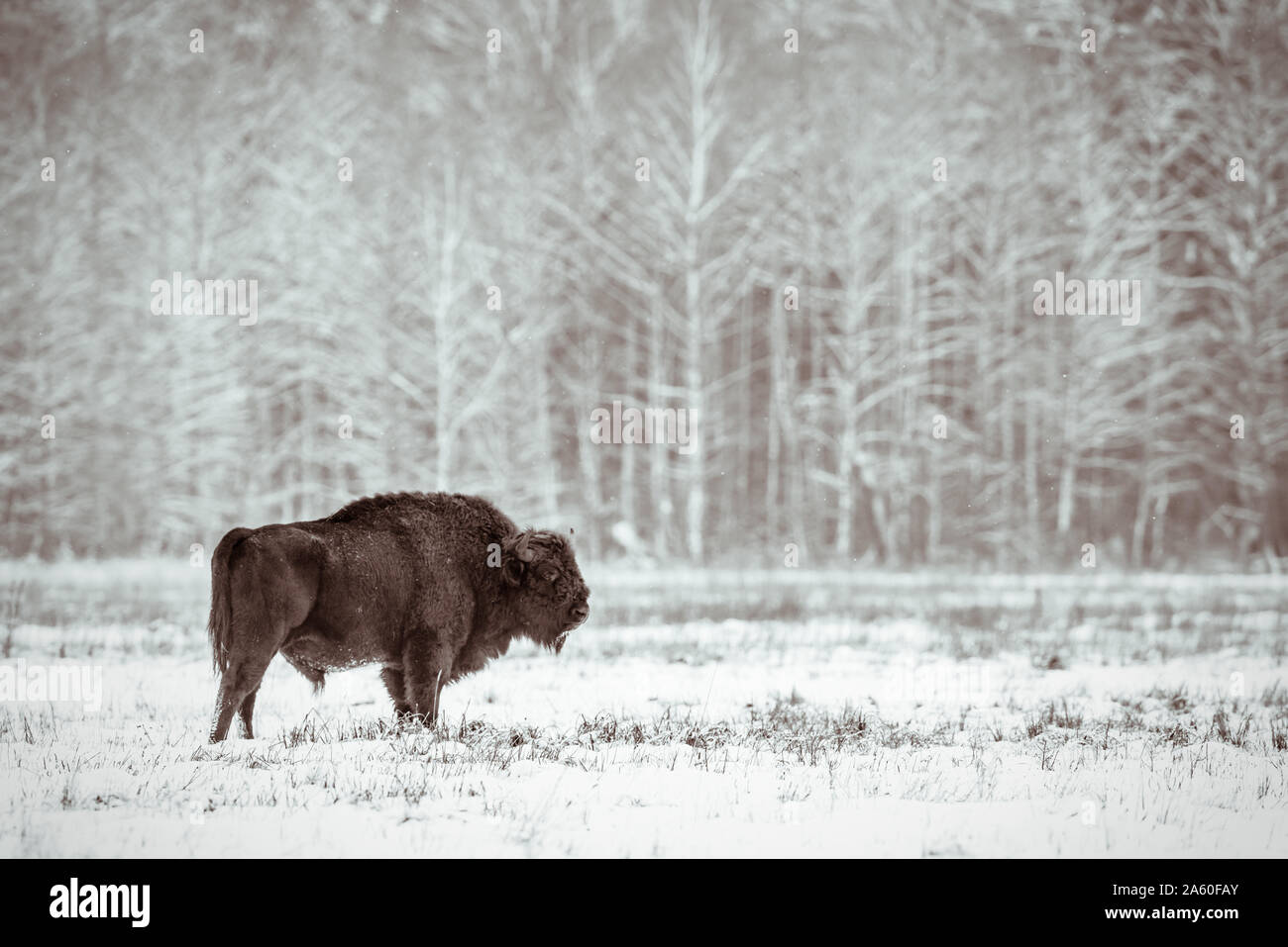 Wisent bison grass hi-res stock photography and images - Alamy