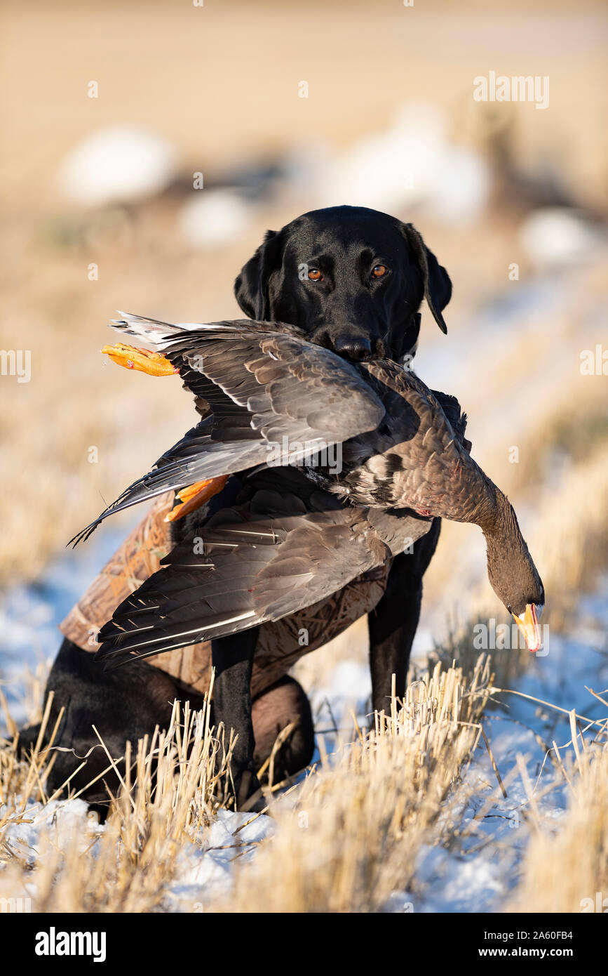 A Black Labrador Retriever with a Whitefronted Goose in North Dakota ...