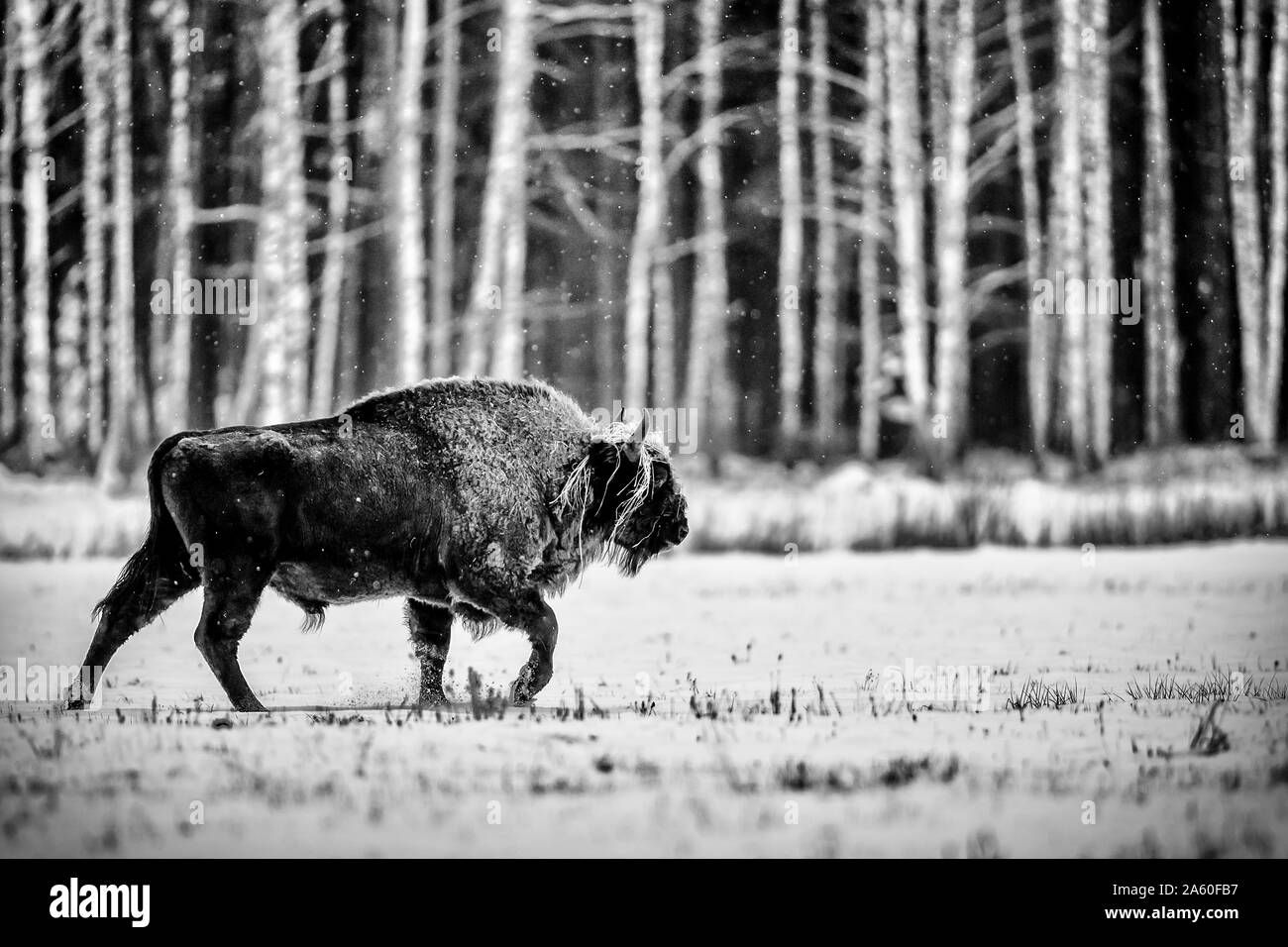 Wisent bison grass Black and White Stock Photos & Images - Alamy