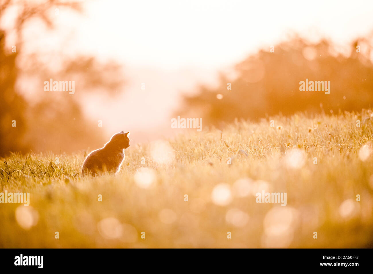 Beautiful back light hi-res stock photography and images - Alamy