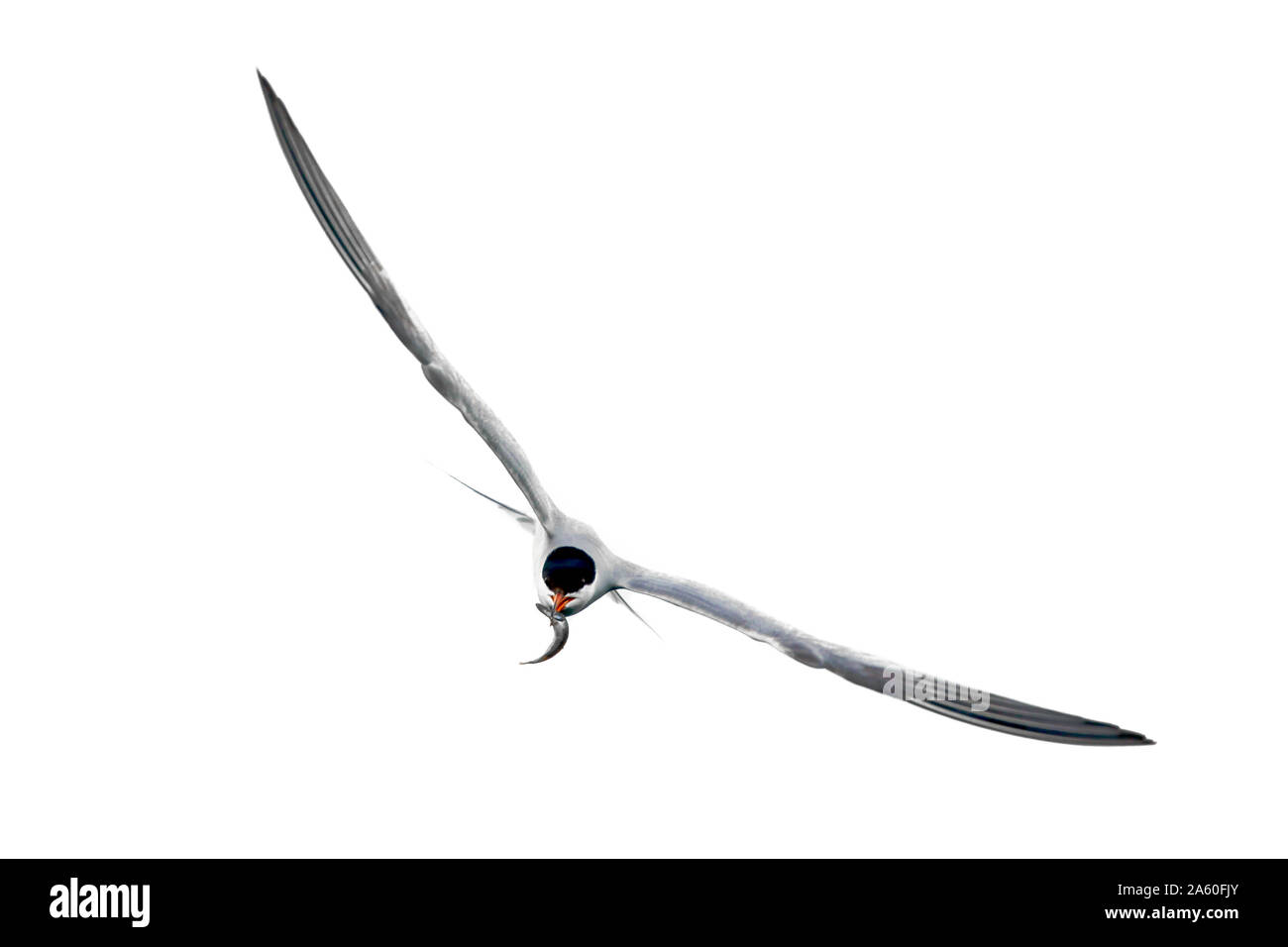 Isolated bird hi-res stock photography and images - Alamy