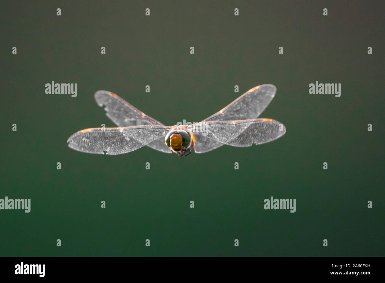 Dragonfly in flight with open wings and green background Stock Photo ...