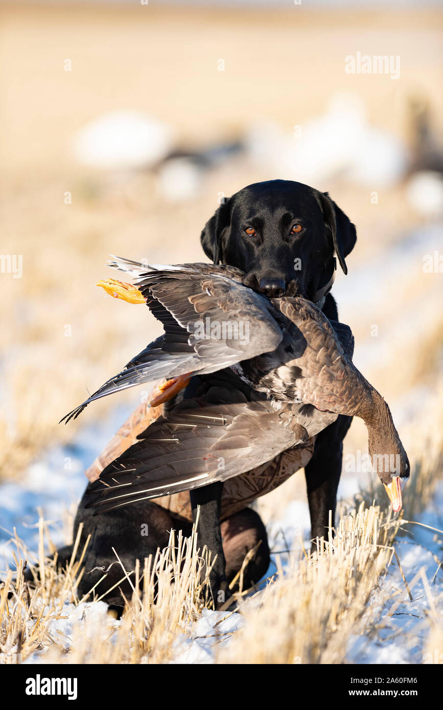 A Black Labrador Retriever with a Whitefronted Goose in North Dakota ...