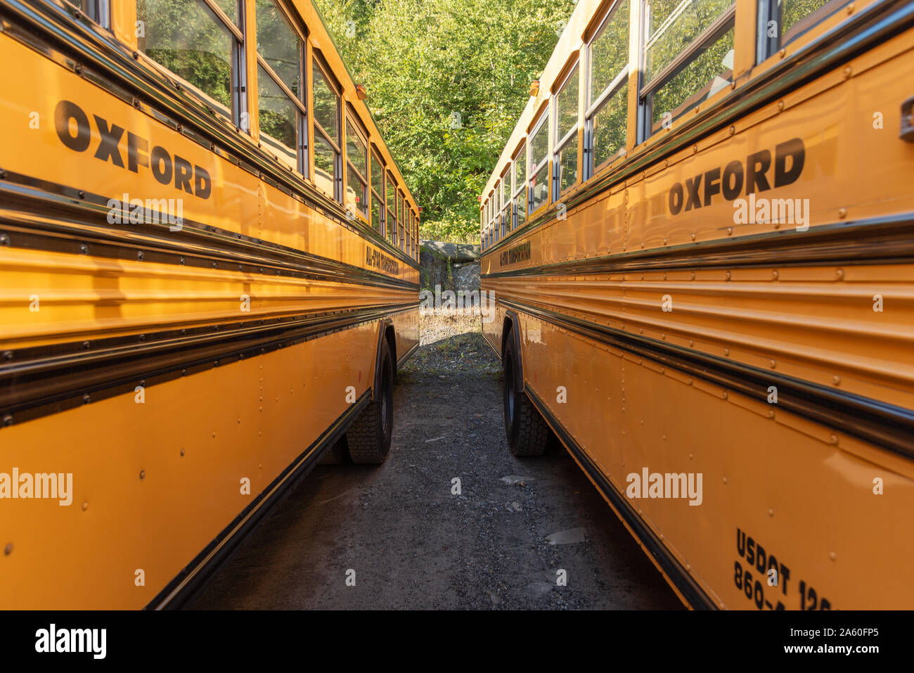 Classic American yellow school buses america Stock Photo - Alamy