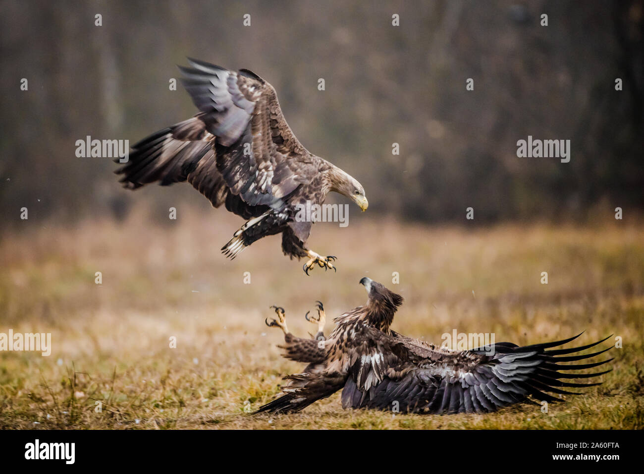 Strong Eagle High Resolution Stock Photography and Images - Alamy